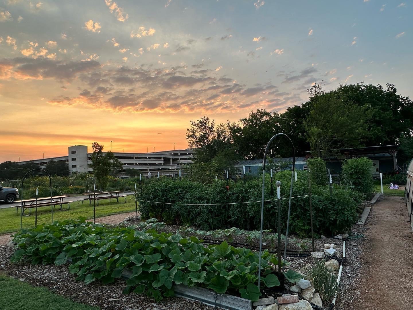 News & About Us | Austin, TX – Sunshine Community Gardens